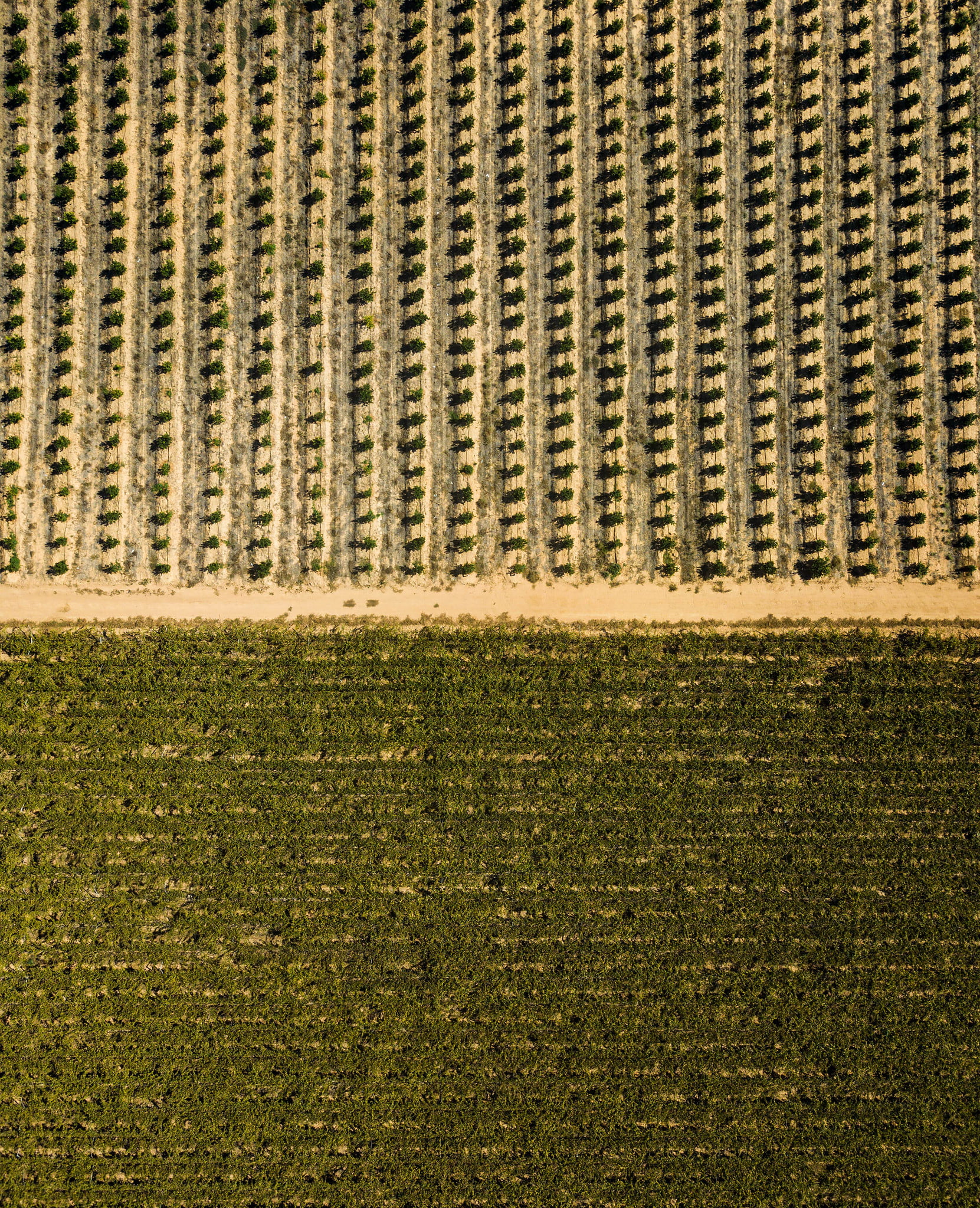 Lemon trees and table grapes